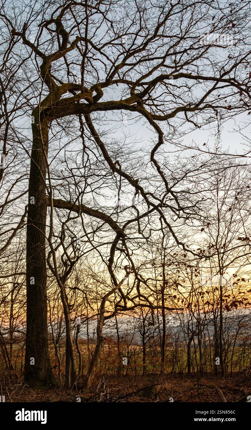 Beautifully shaped tree edge hi-res stock photography and images - Alamy