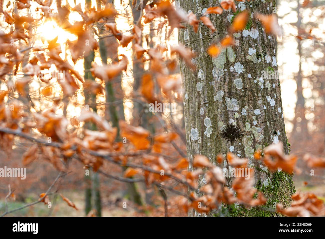 Evening sun shining through beautifully withered orange leaves next to ...
