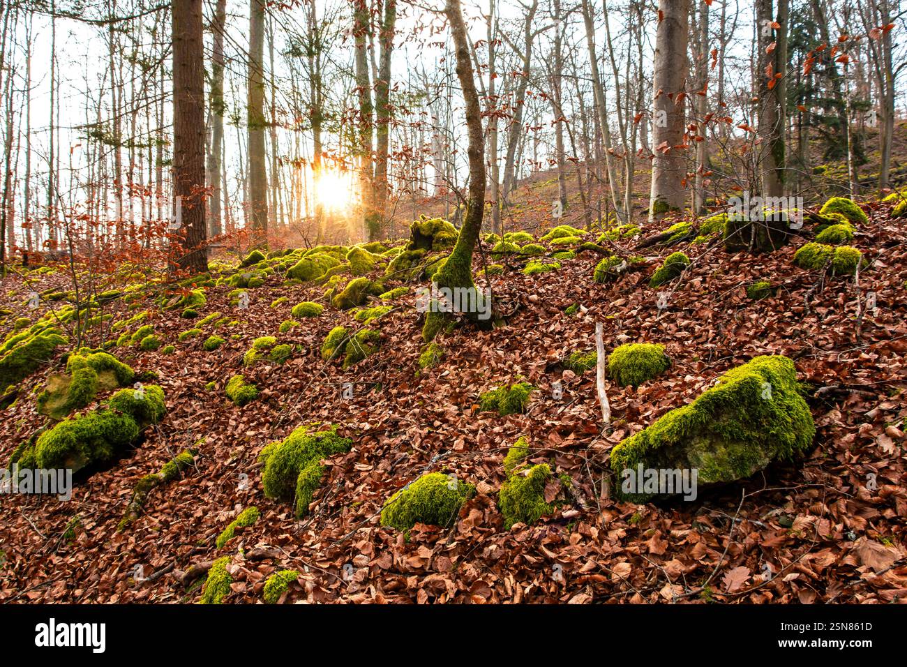Evening sun reflecting on beautiful moss-covered rocks in the forest ...