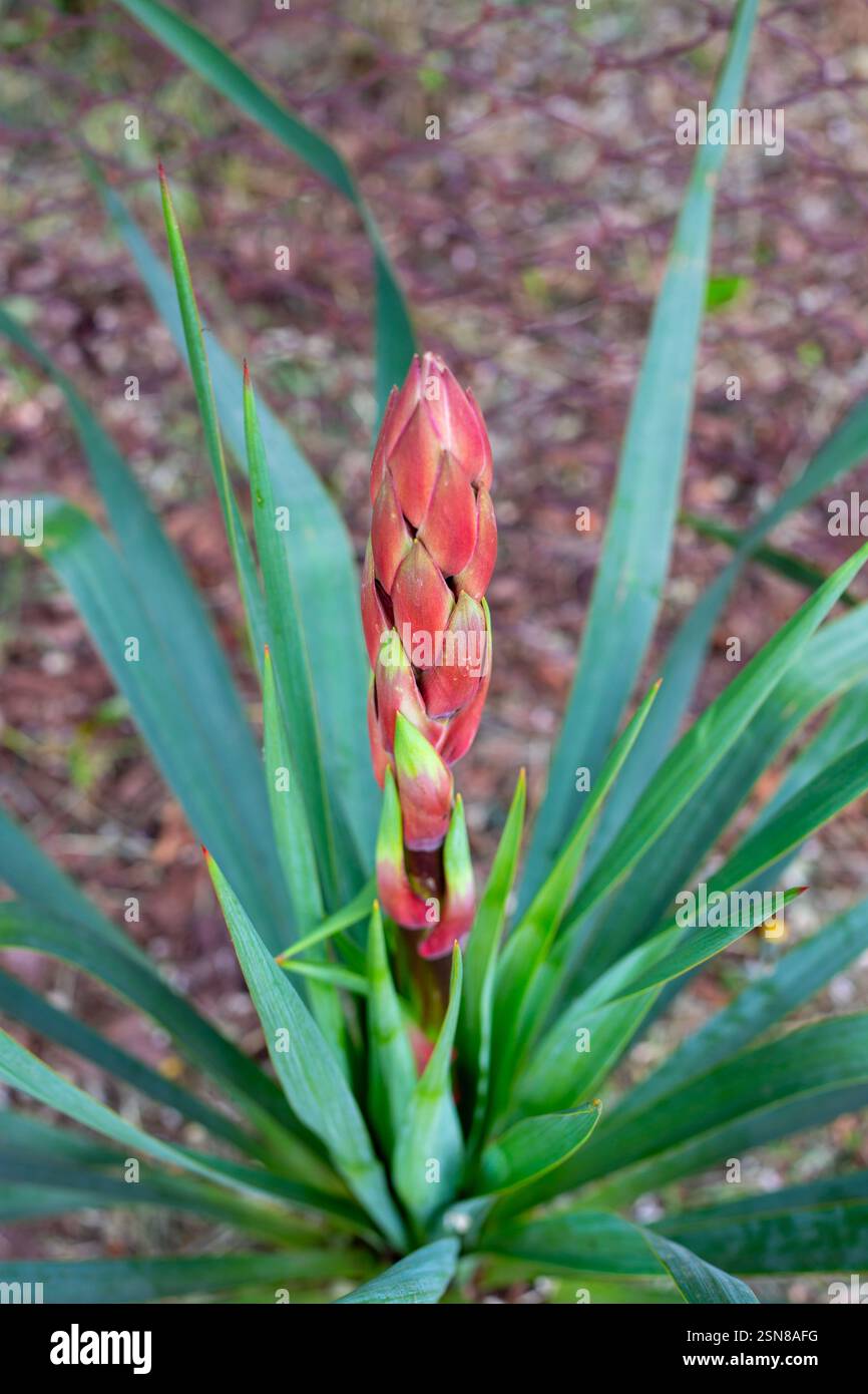 Yucca palm flower buds. Ornamental plants for the garden Stock Photo ...