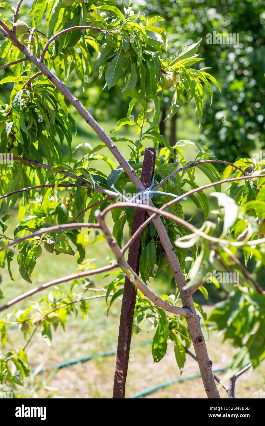 A young peach tree with broken branches is tied to a trellis. Tree care ...