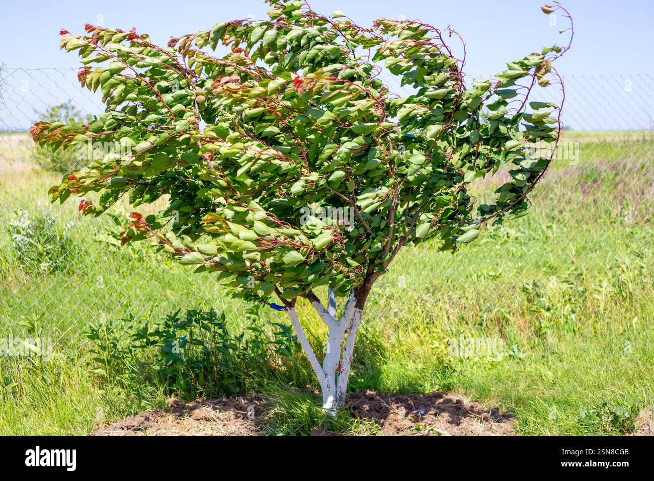 Young apricot fruit tree with green fruits bends in the wind. Growing ...