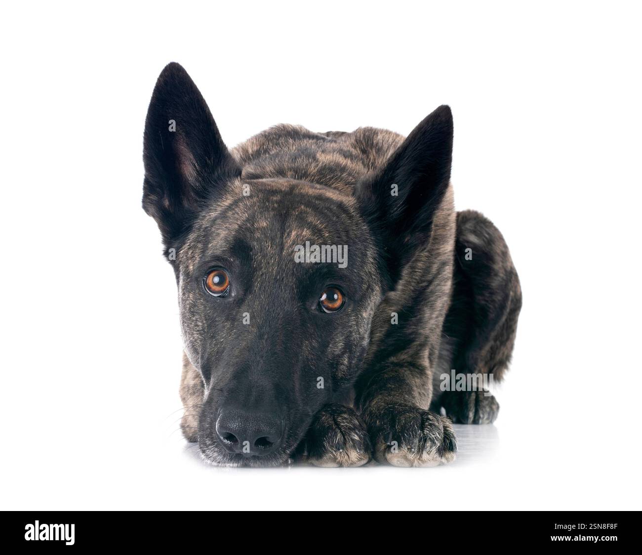 Dutch Shepherd in front of white background Stock Photo - Alamy