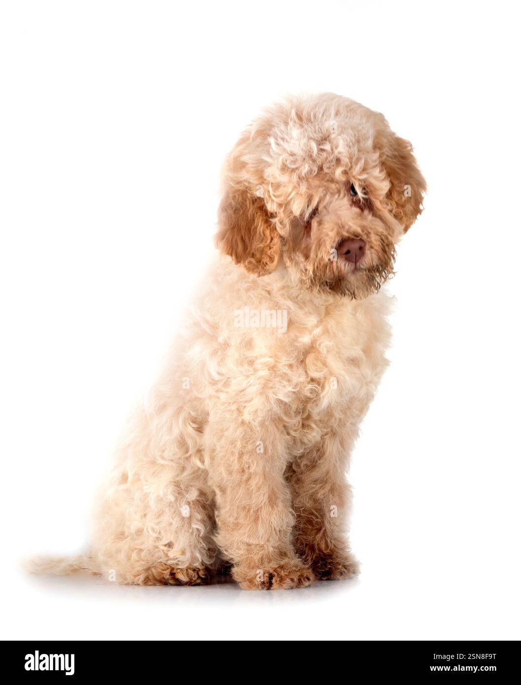 Romagna Water Dog in front of white background Stock Photo - Alamy