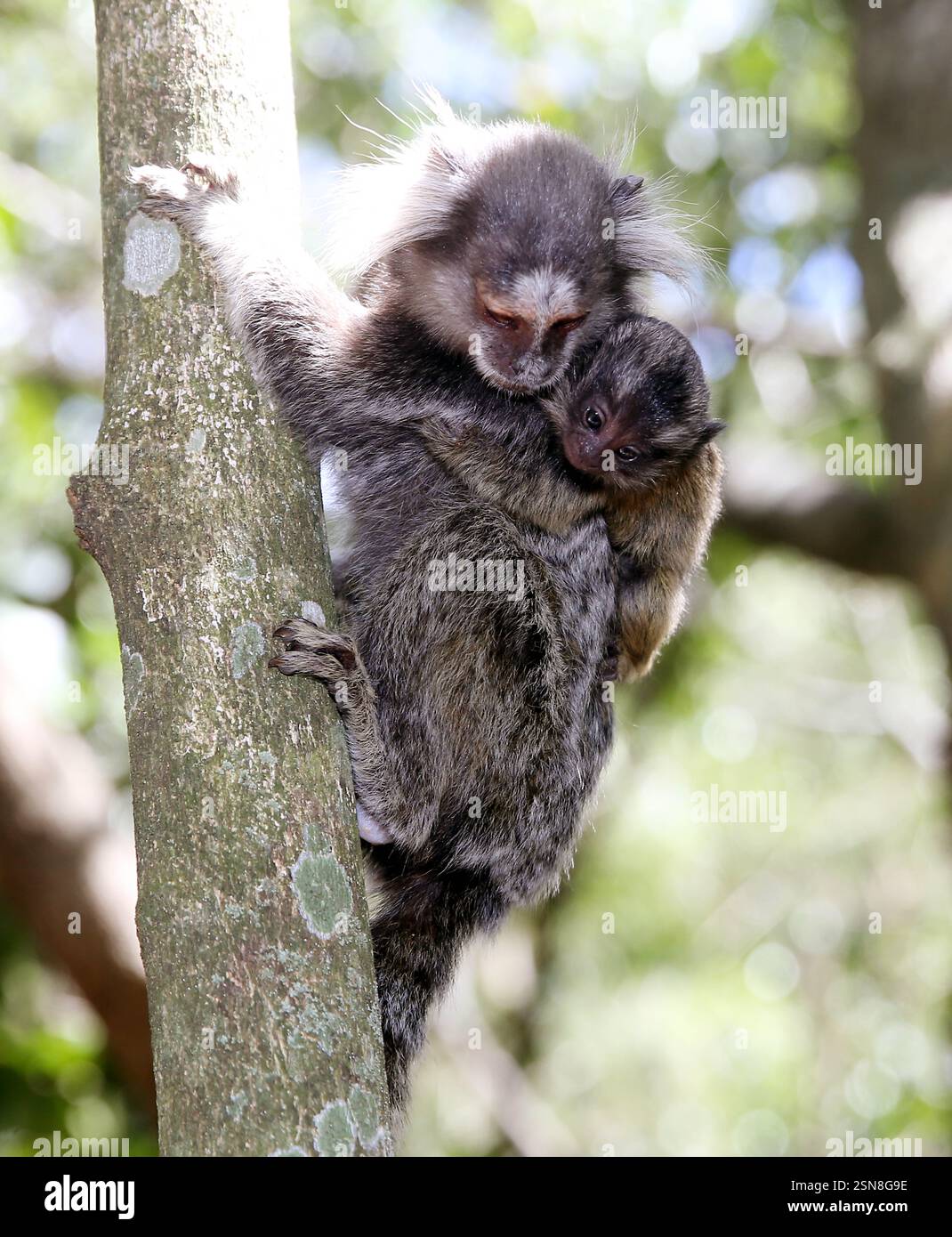 February 13, 2025, Rio De Janeiro, Rio De Janeiro, Brazil: Marmoset and ...