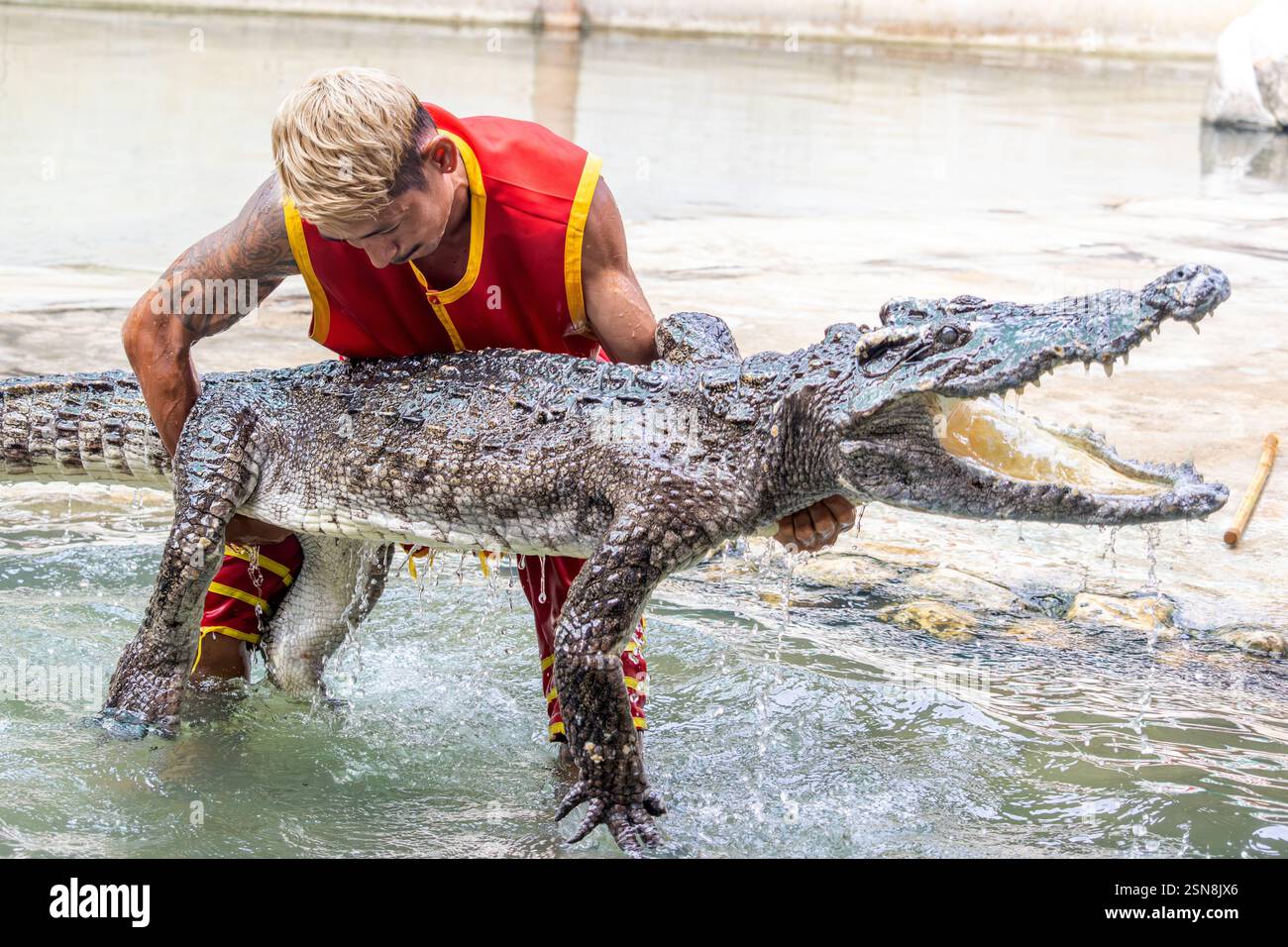 SAMUT PRAKAN, THAILAND, MAY 26 2024, The tamer pulls the crocodile out ...
