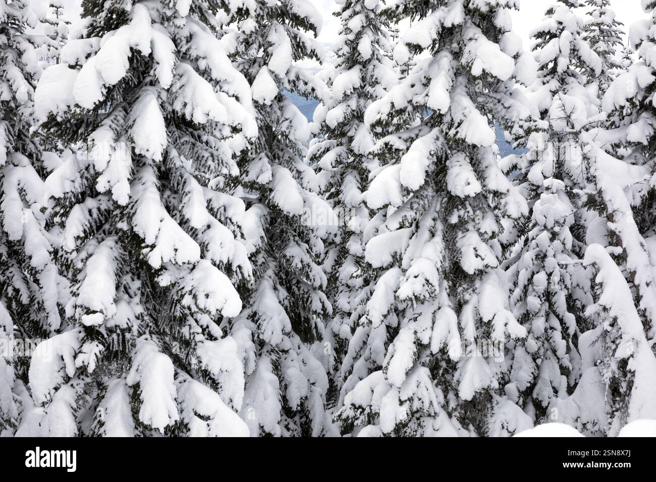 WA26394-00....WASHINGTON - Snow covered forest on Amabilis Mountain in ...