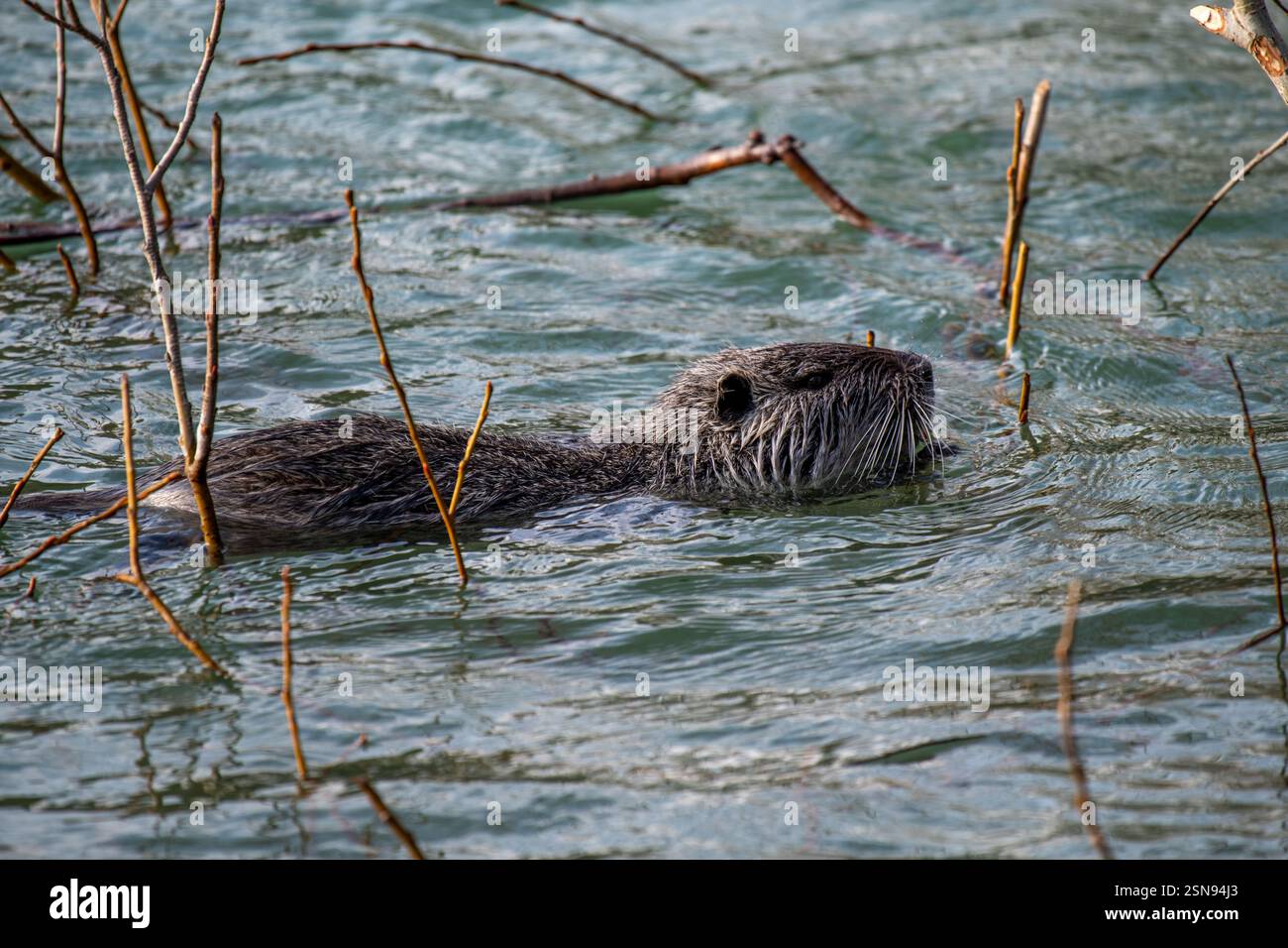 Nutria, Oasi WWF di Serre Pesano, fiume Sele, Salerno, Campania, Italia ...