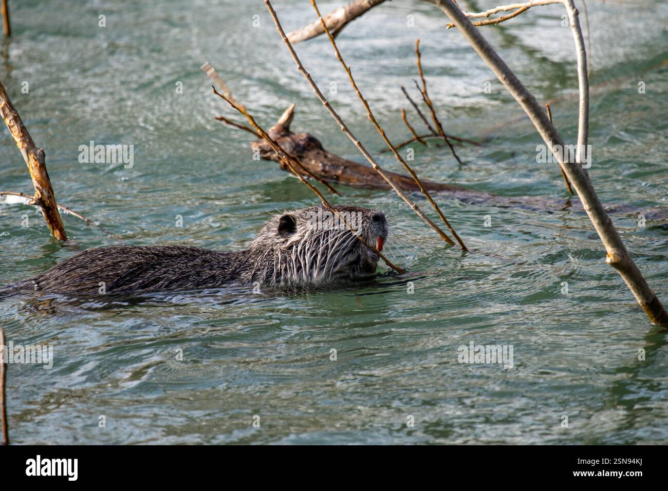 Nutria, Oasi WWF di Serre Pesano, fiume Sele, Salerno, Campania, Italia ...