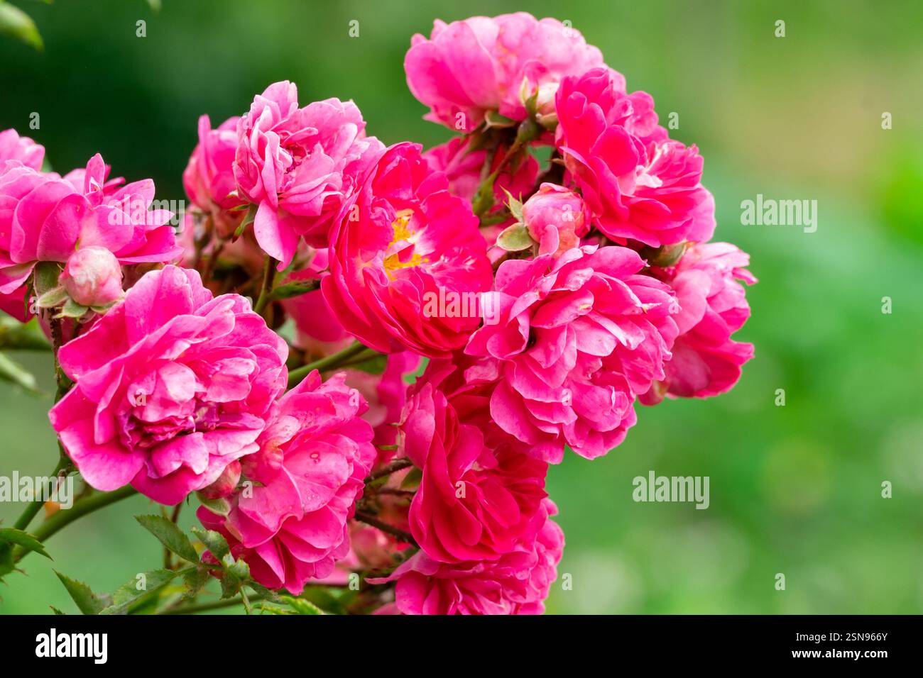 Bright pink roses burst into bloom, showcasing their layers of petals ...