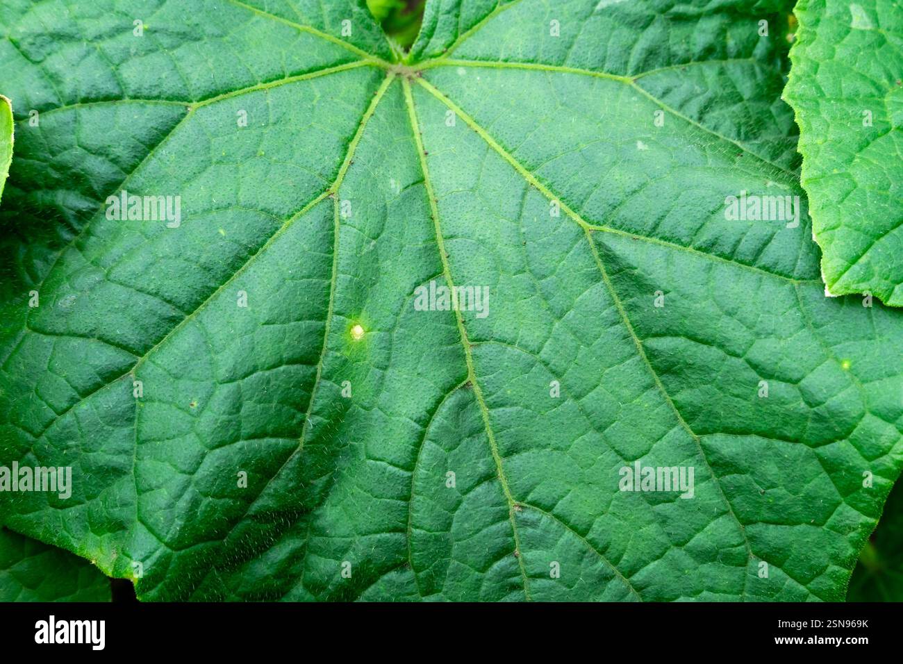 A close-up view showcases a large green leaf displaying detailed ...