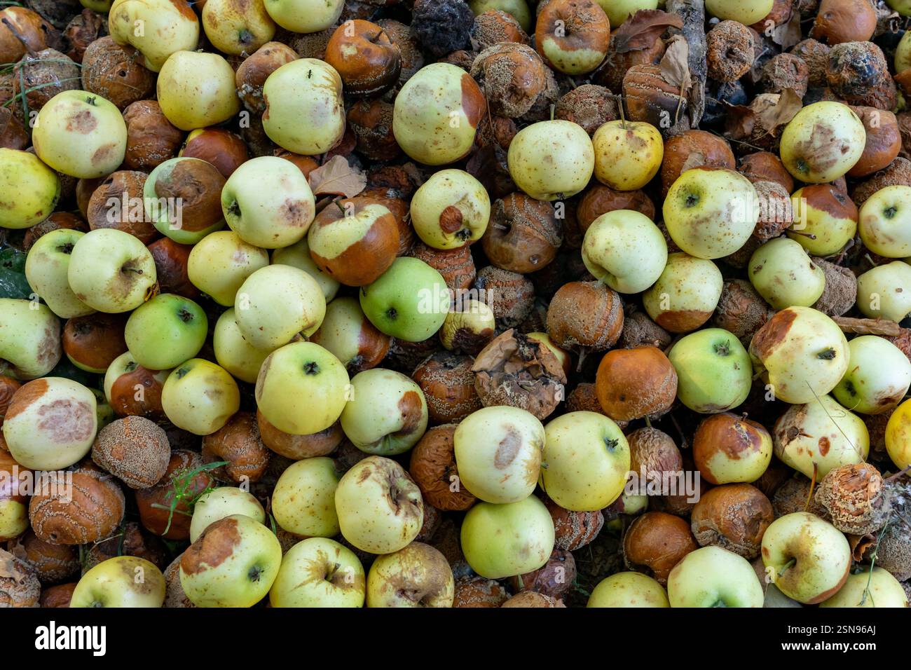 Stages of decomposition hi-res stock photography and images - Alamy