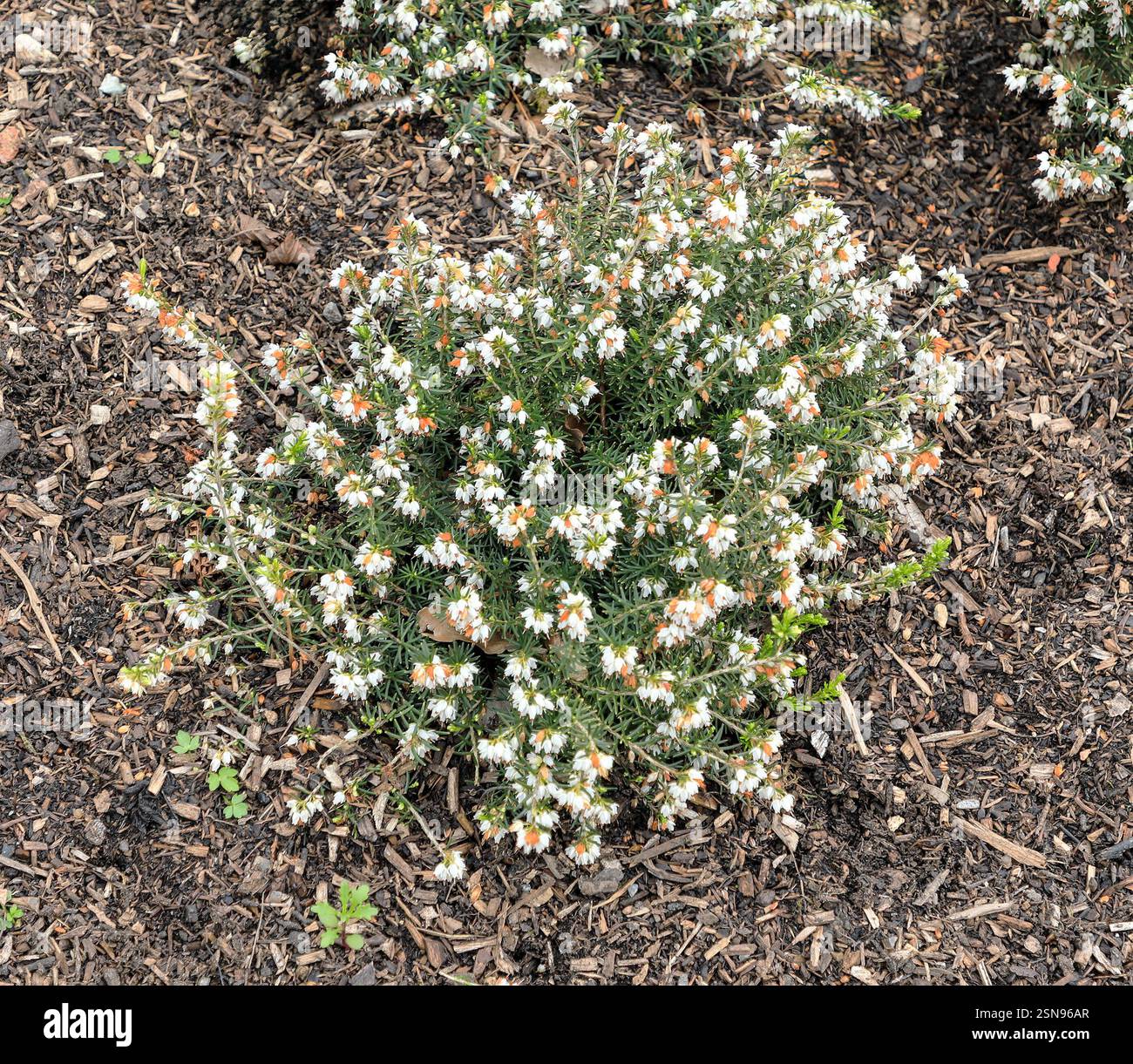 Erica x darleyensis f. albiflora "White Perfection", England, UK Stock ...