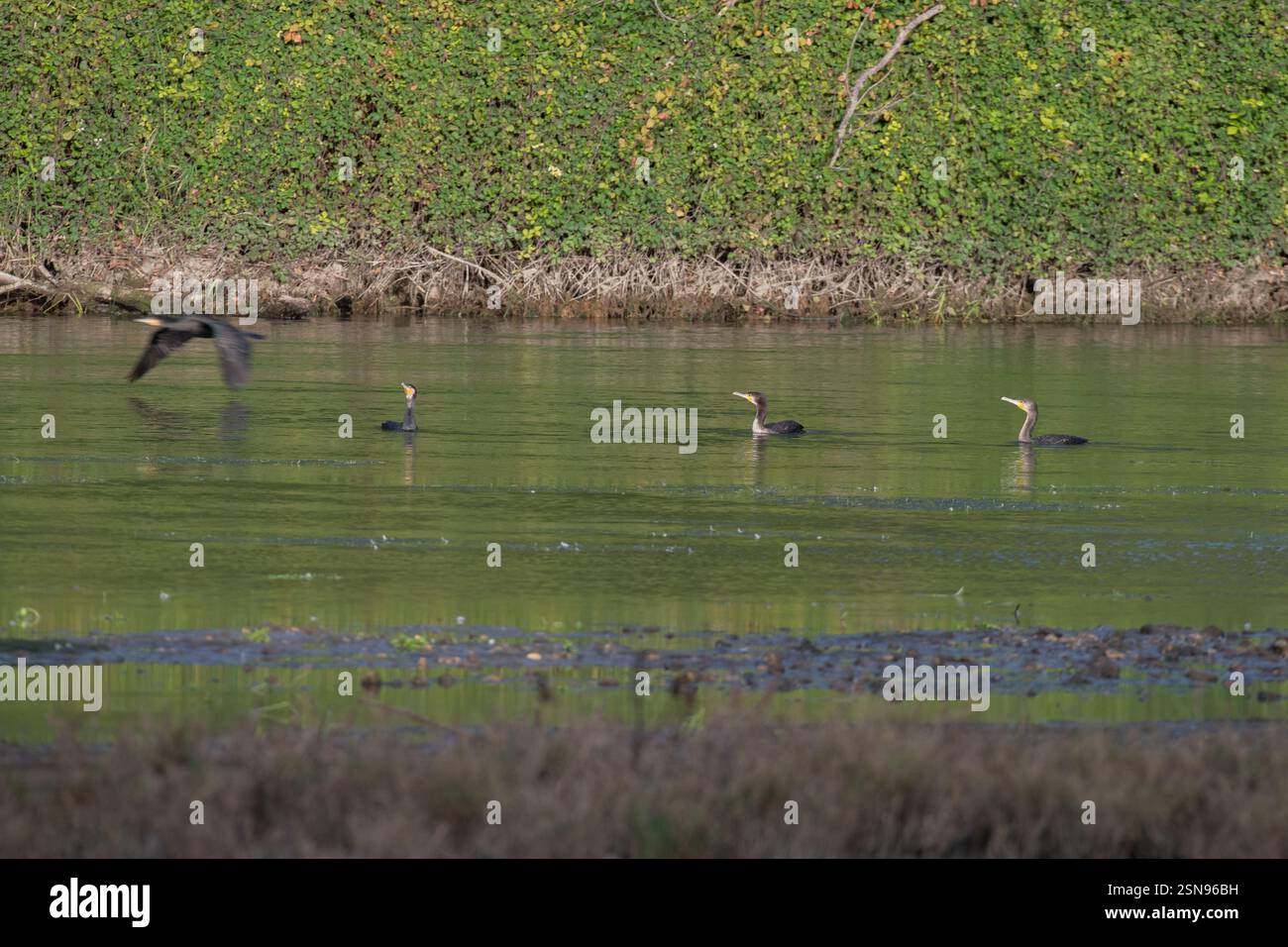 Cormorani, Oasi WWF di Persano, Serre, Salerno, Campania Stock Photo ...