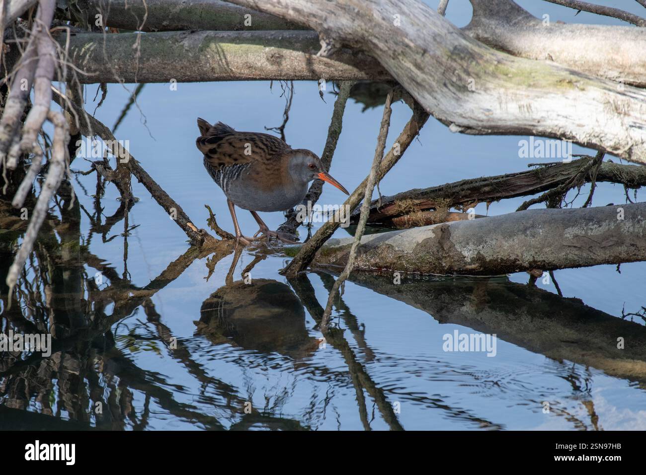 Porciglione, Oasi WWF di Persano, Serre, Salerno, Campania Stock Photo ...