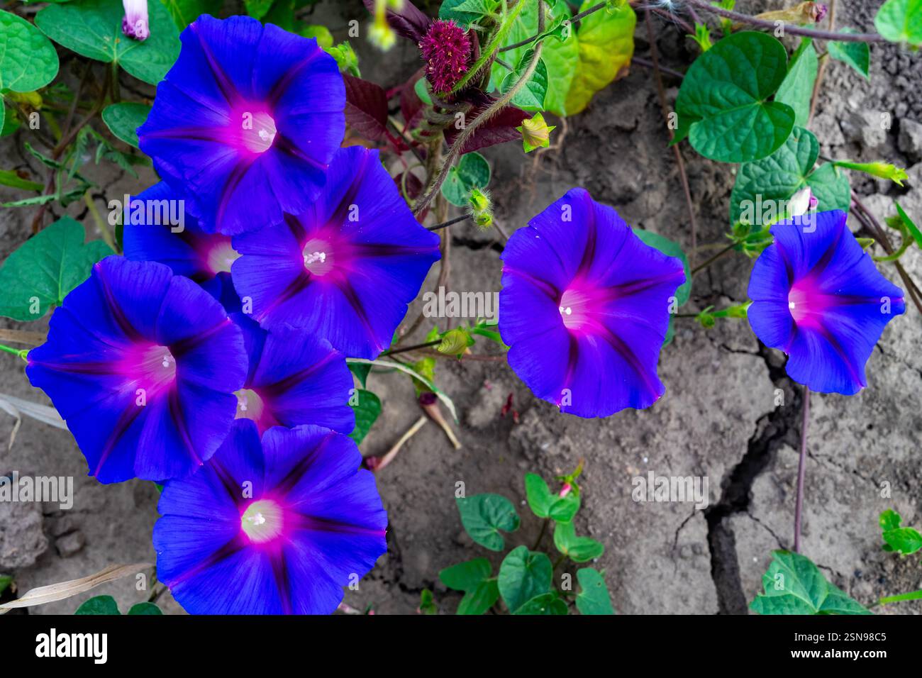 Vibrant blue flowers bloom in a sunny garden on a warm day Stock Photo ...