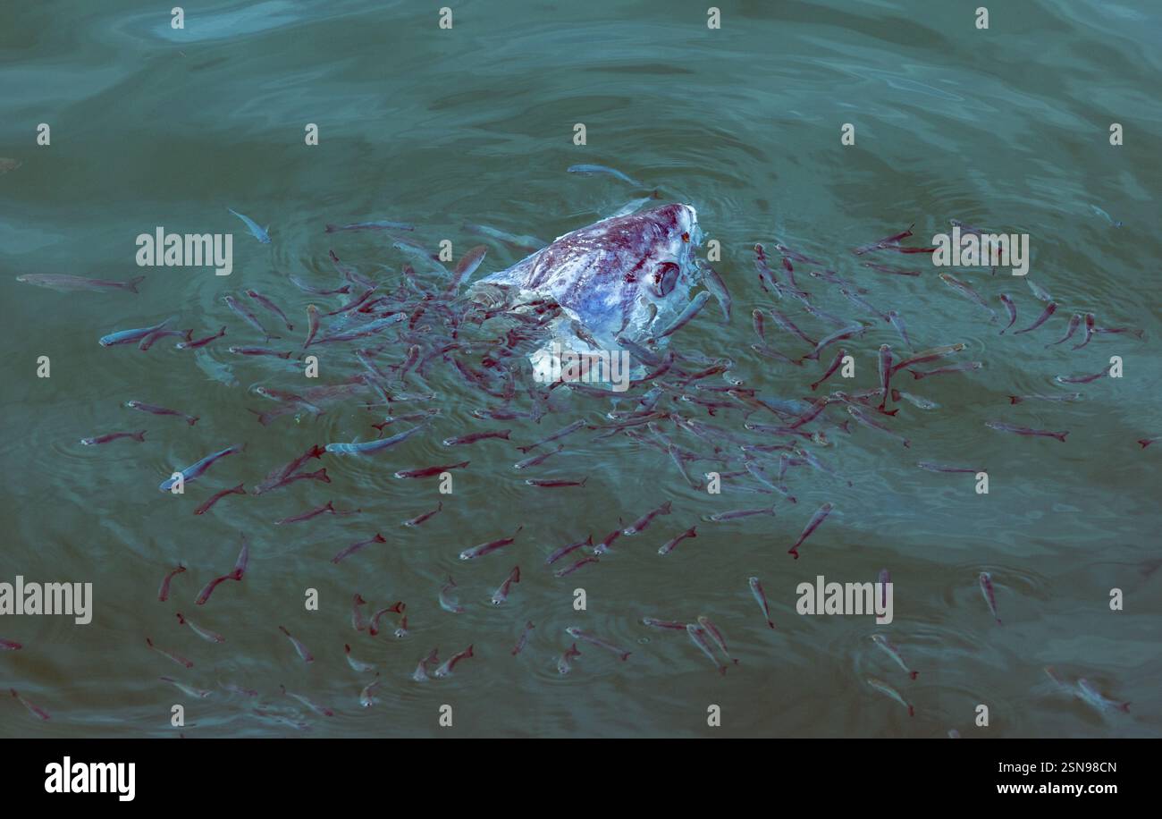 A dead fish is floating in the water with many other fish swimming ...