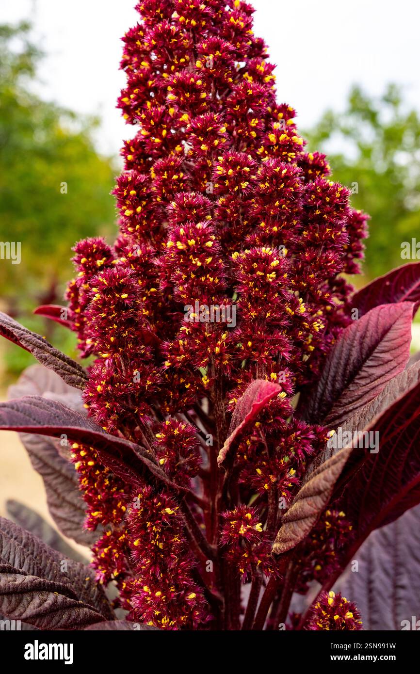 Bright red amaranth plant in a garden setting during daytime Stock ...