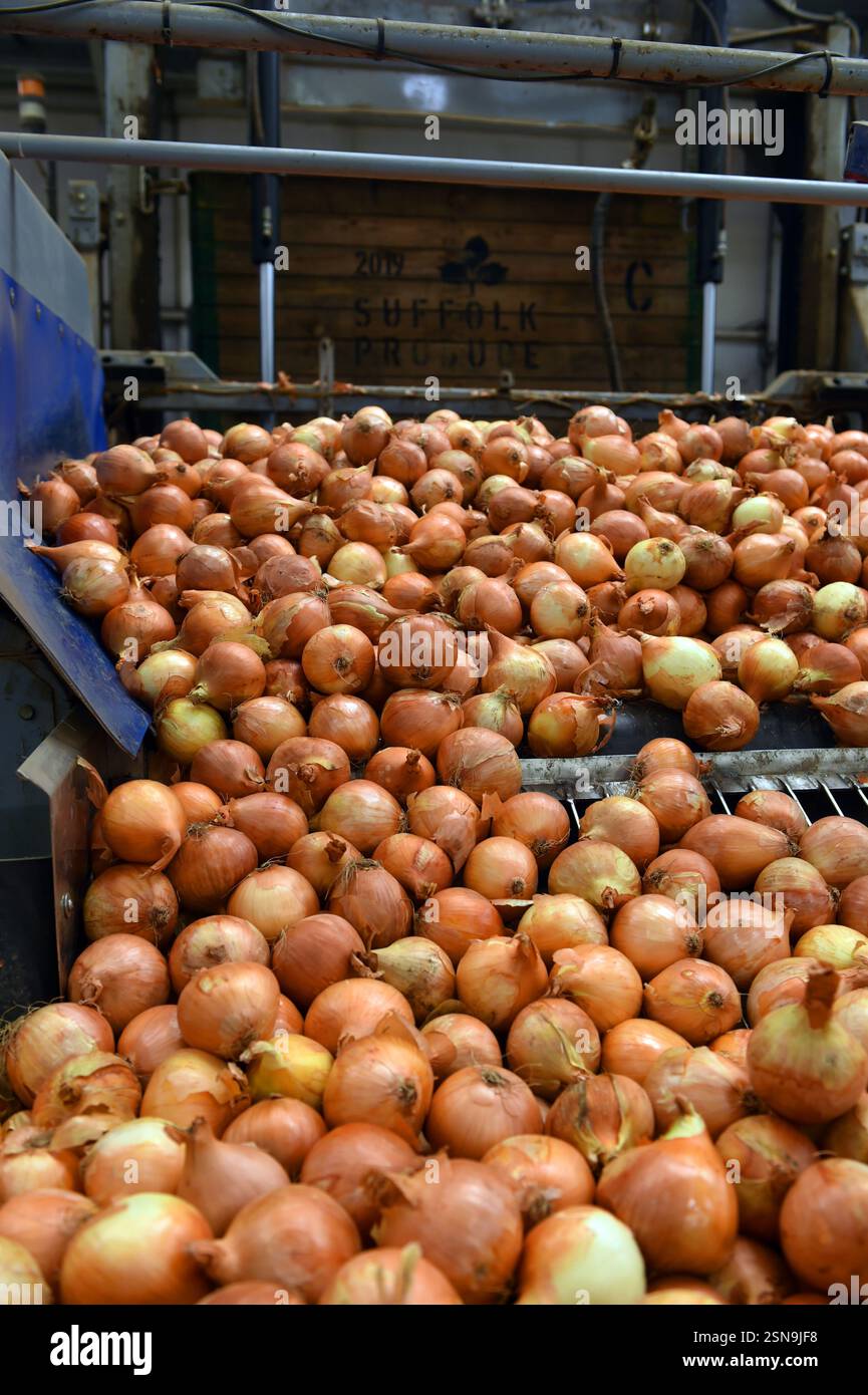 Onions are processed on a production line for sale to supermarkets ...