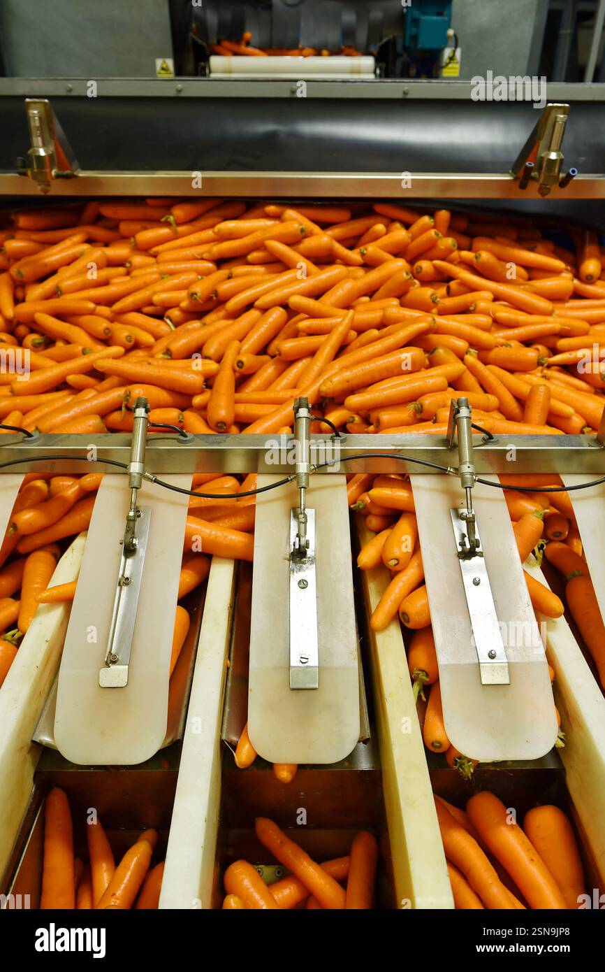 Carrots are processed, washed and sorted on a production line, UK Stock ...