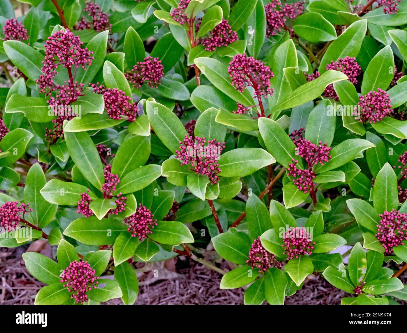 Pink flower buds on a Skimmia bush Stock Photo - Alamy