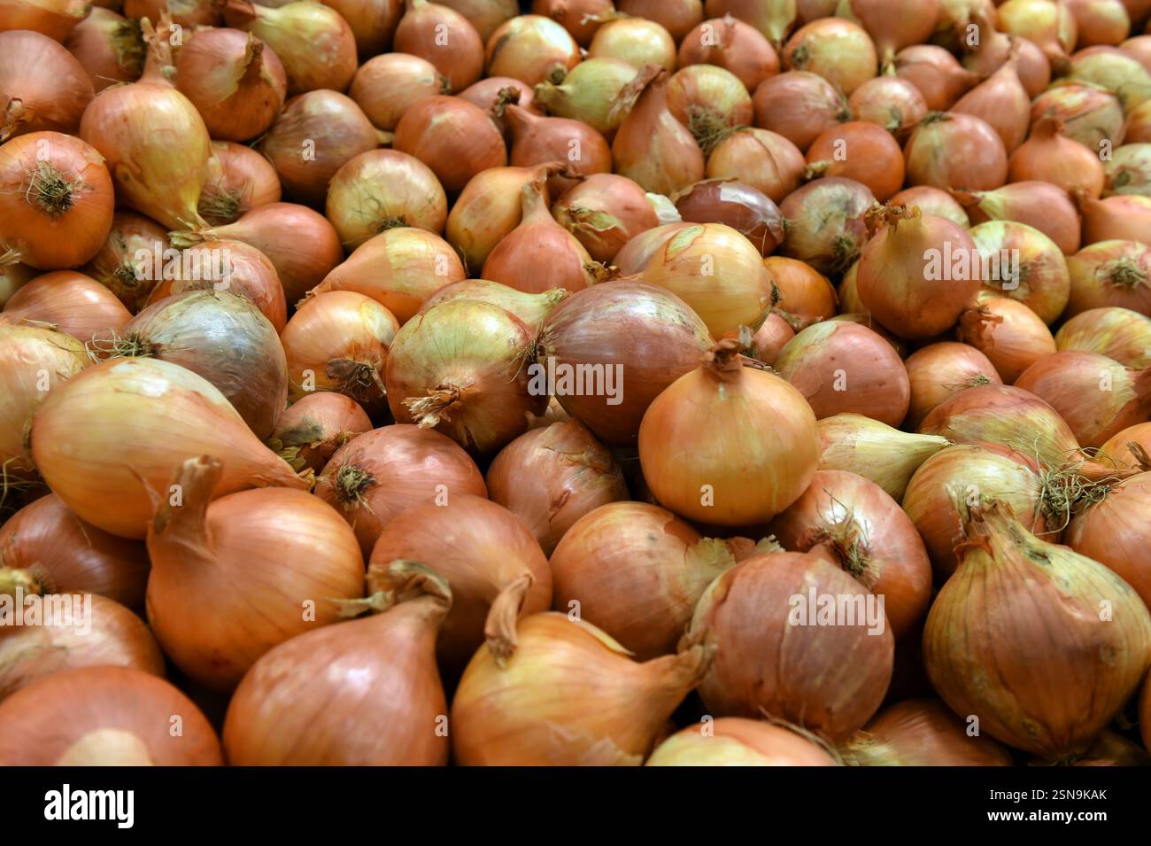 Onions are processed for sale to supermarkets at a factory Stock Photo ...