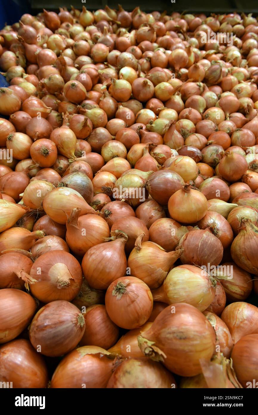 Onions are washed and processed at a production plant, UK Stock Photo ...