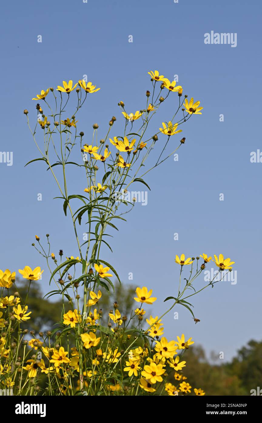 Dainty yellow autumn flowers of Coreopsis tripteris, also known as Tall ...