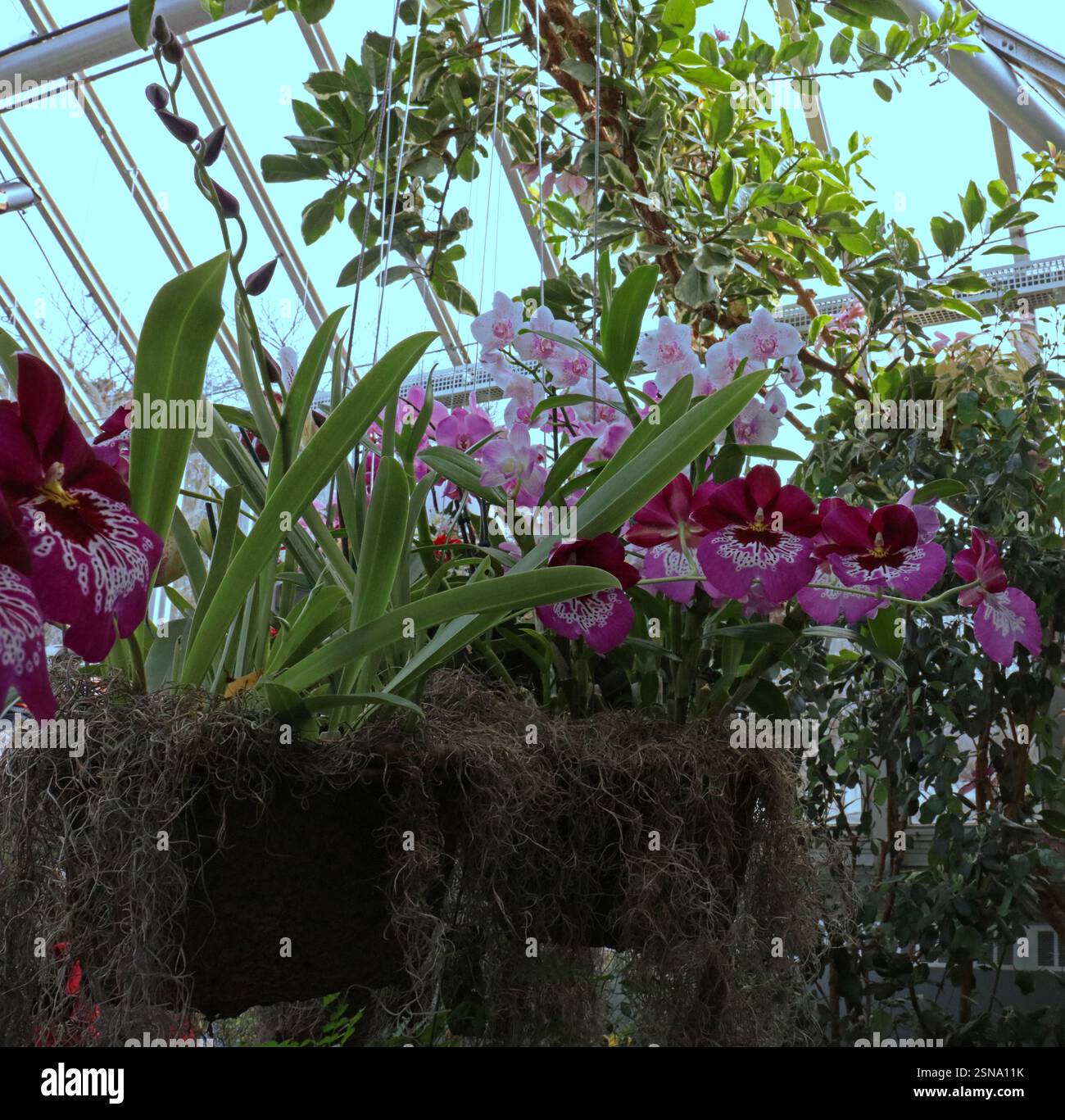 A floral display filled with blooming Morris Chestnut Miltoniopsis ...