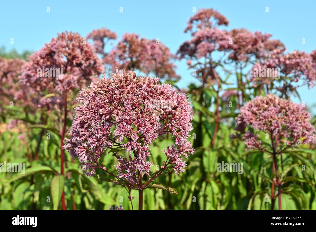 Fluffy pink autumn flowers of Eupatorium maculatum Purple Bush, also ...
