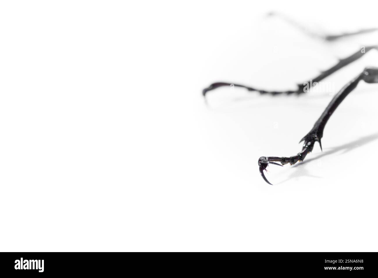 Awesome macro view of insect legs against white background. Lots of ...