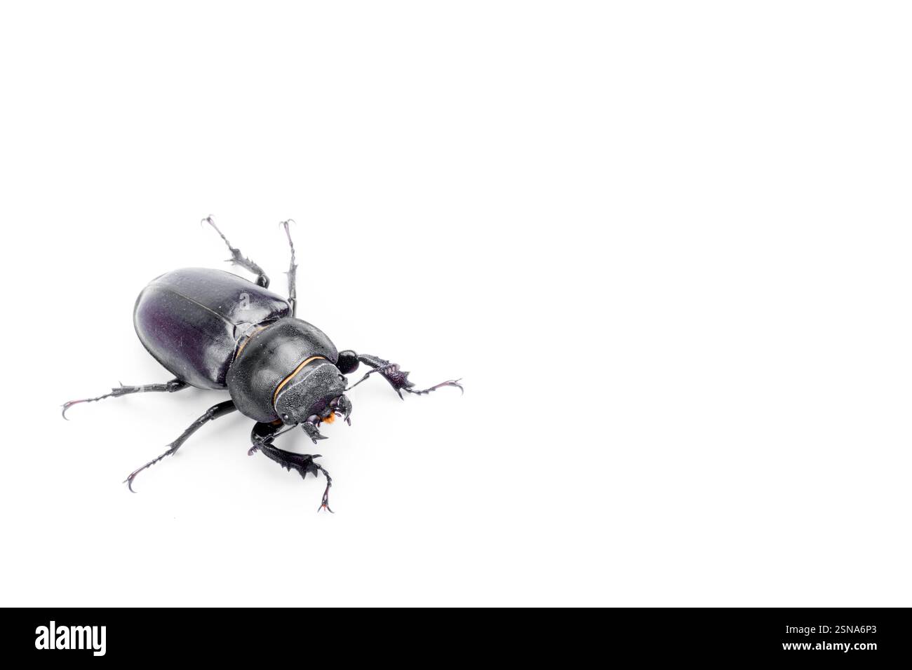 Macro view of a stag beetle showcasing its prominent antlers and ...