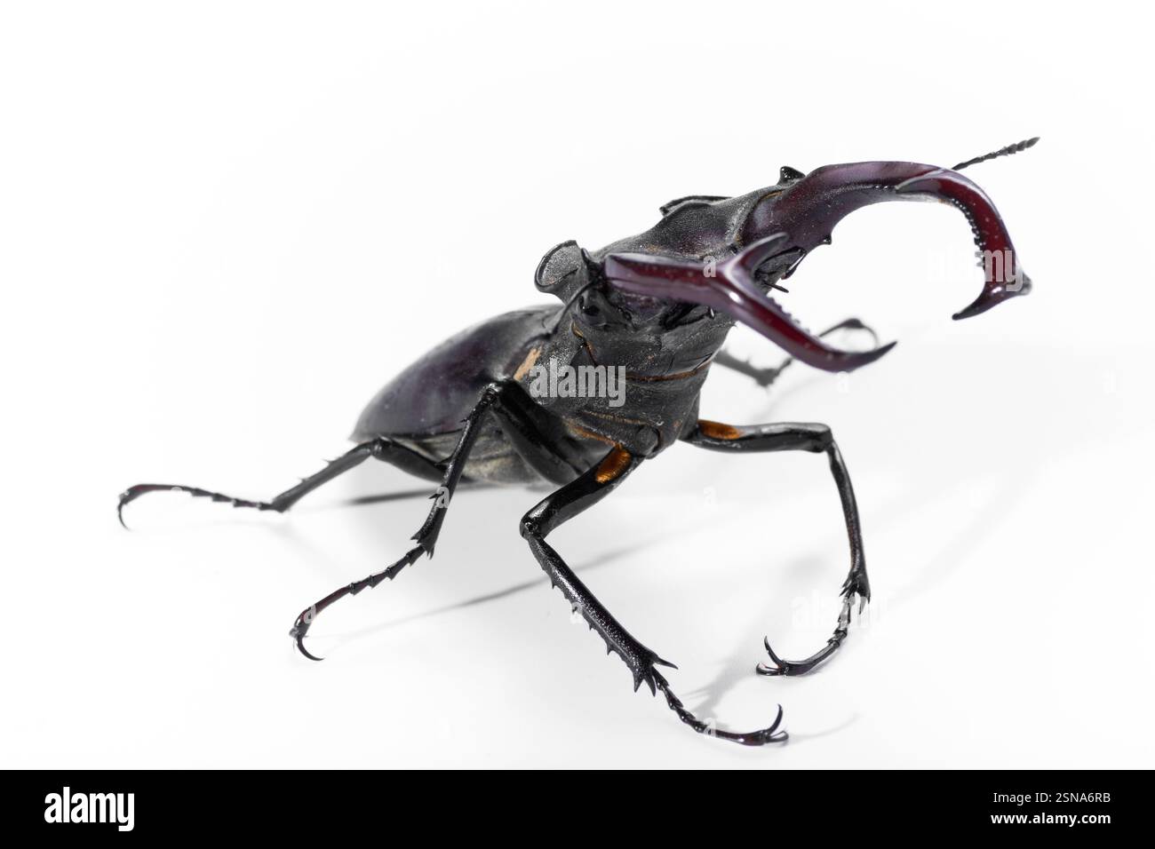Macro view of a stag beetle showcasing its prominent antlers and ...