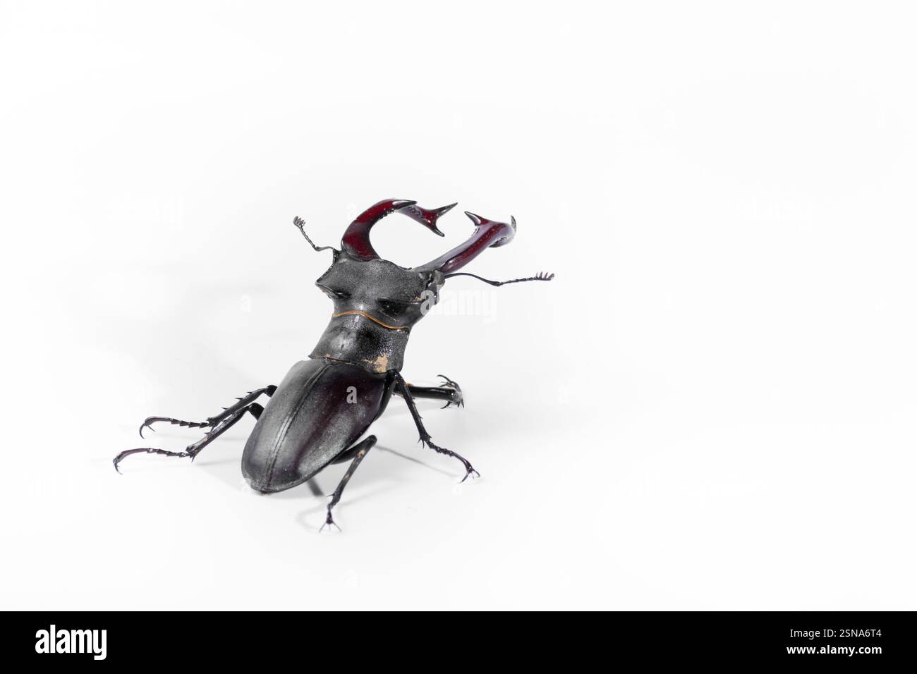 Macro view of a stag beetle showcasing its prominent antlers and ...