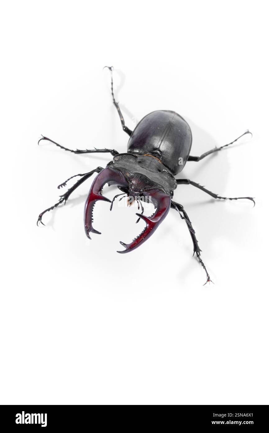 Macro view of a stag beetle showcasing its prominent antlers and ...