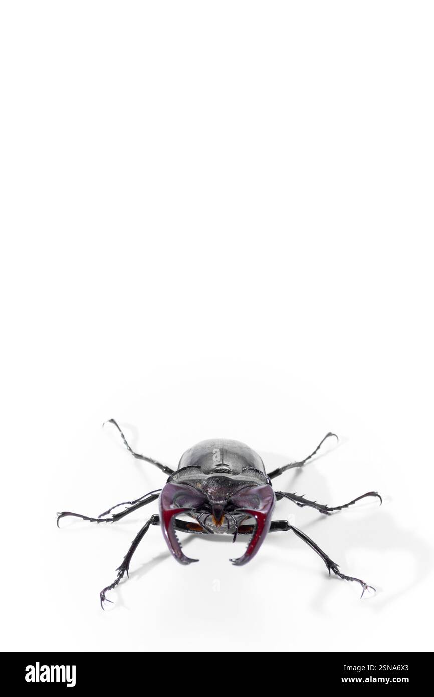 Macro view of a stag beetle showcasing its prominent antlers and ...