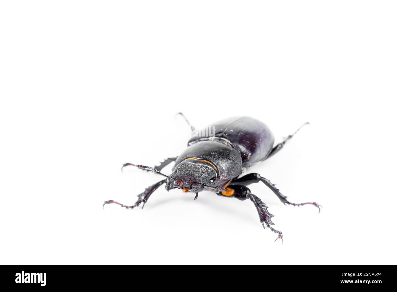 Macro view of a stag beetle showcasing its prominent antlers and ...