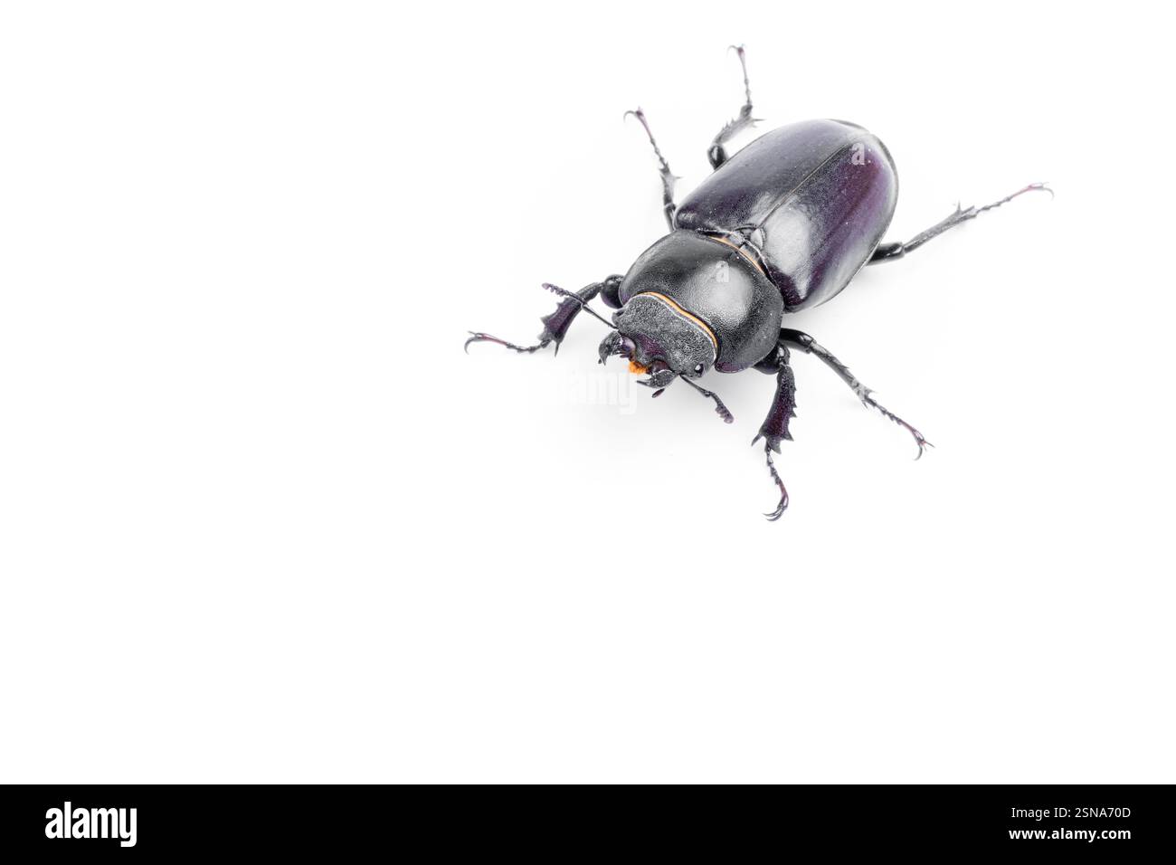Macro view of a stag beetle showcasing its prominent antlers and ...