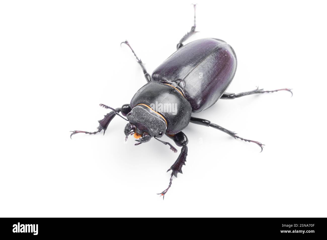 Macro view of a stag beetle showcasing its prominent antlers and ...