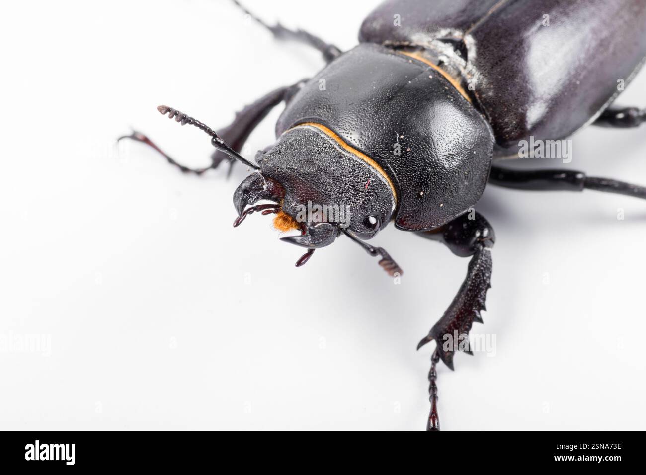 Macro view of a stag beetle showcasing its prominent antlers and ...