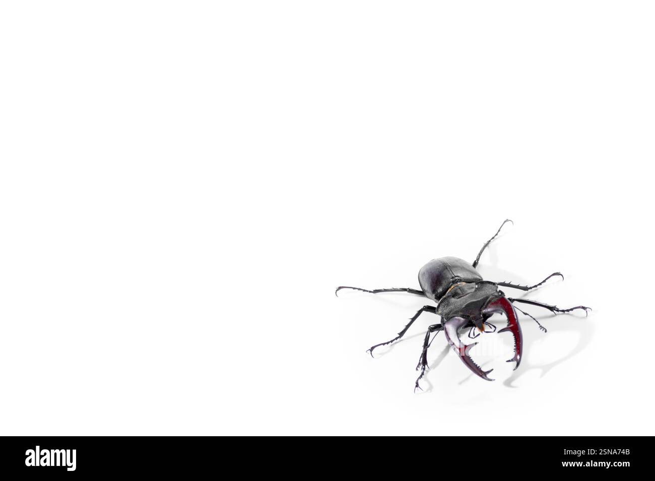 Macro view of a stag beetle showcasing its prominent antlers and ...