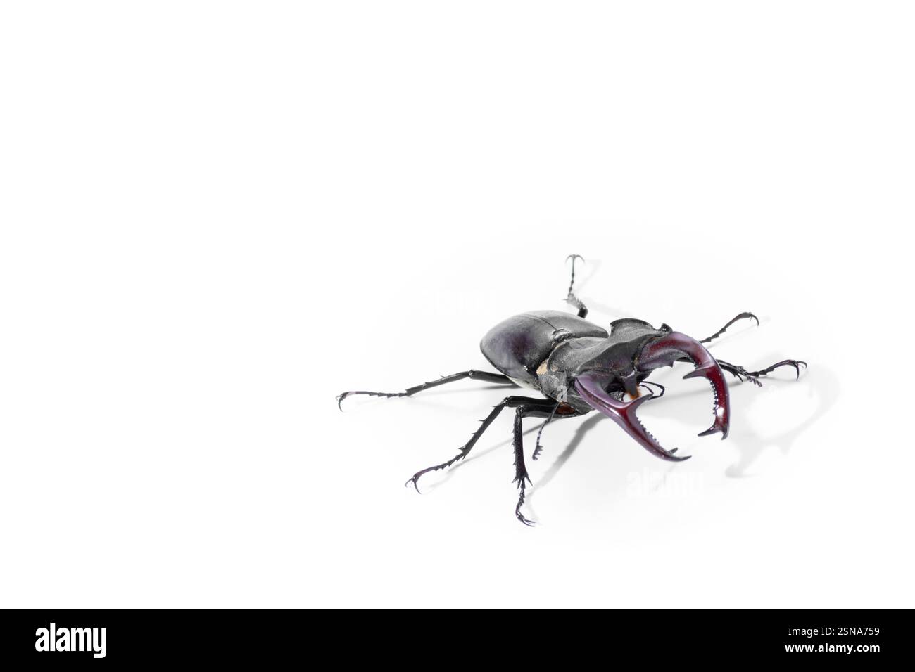 Macro view of a stag beetle showcasing its prominent antlers and ...
