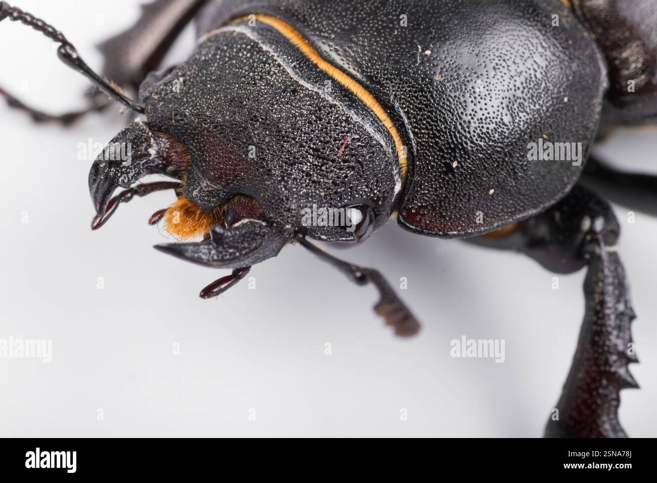 Macro view of a stag beetle showcasing its prominent antlers and ...
