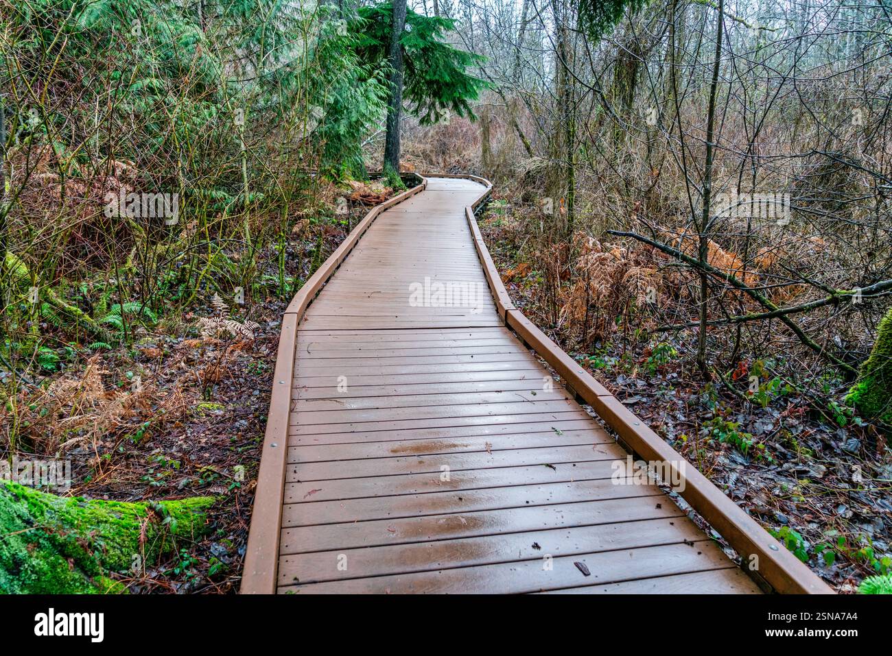 A view of the boardwalk in winter at West Hylebos Wetlands Park in ...