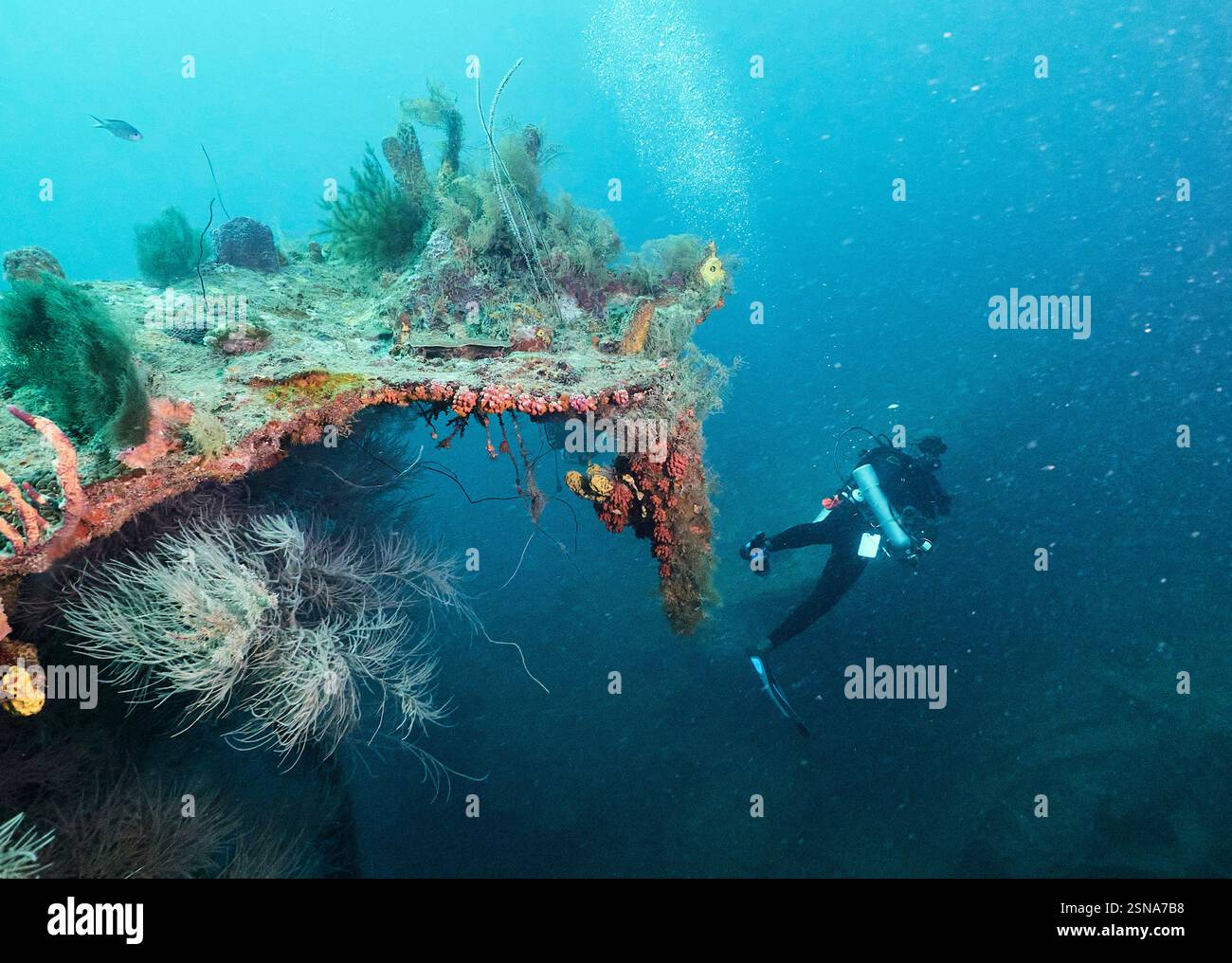 Bianca C is considered the “Titanic of the Caribbean“. It is the ...