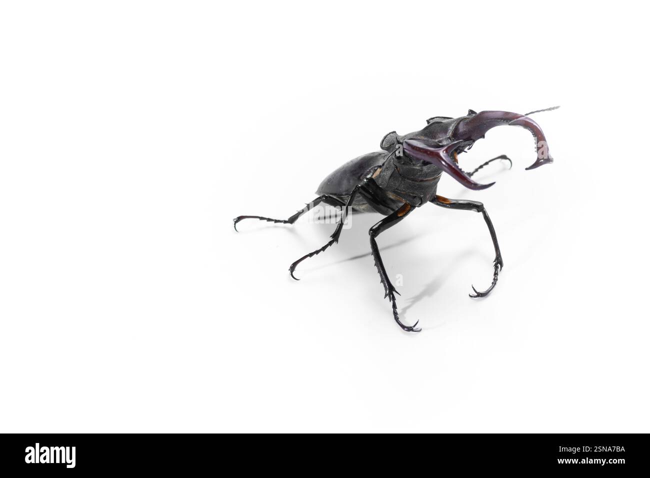 Macro view of a stag beetle showcasing its prominent antlers and ...