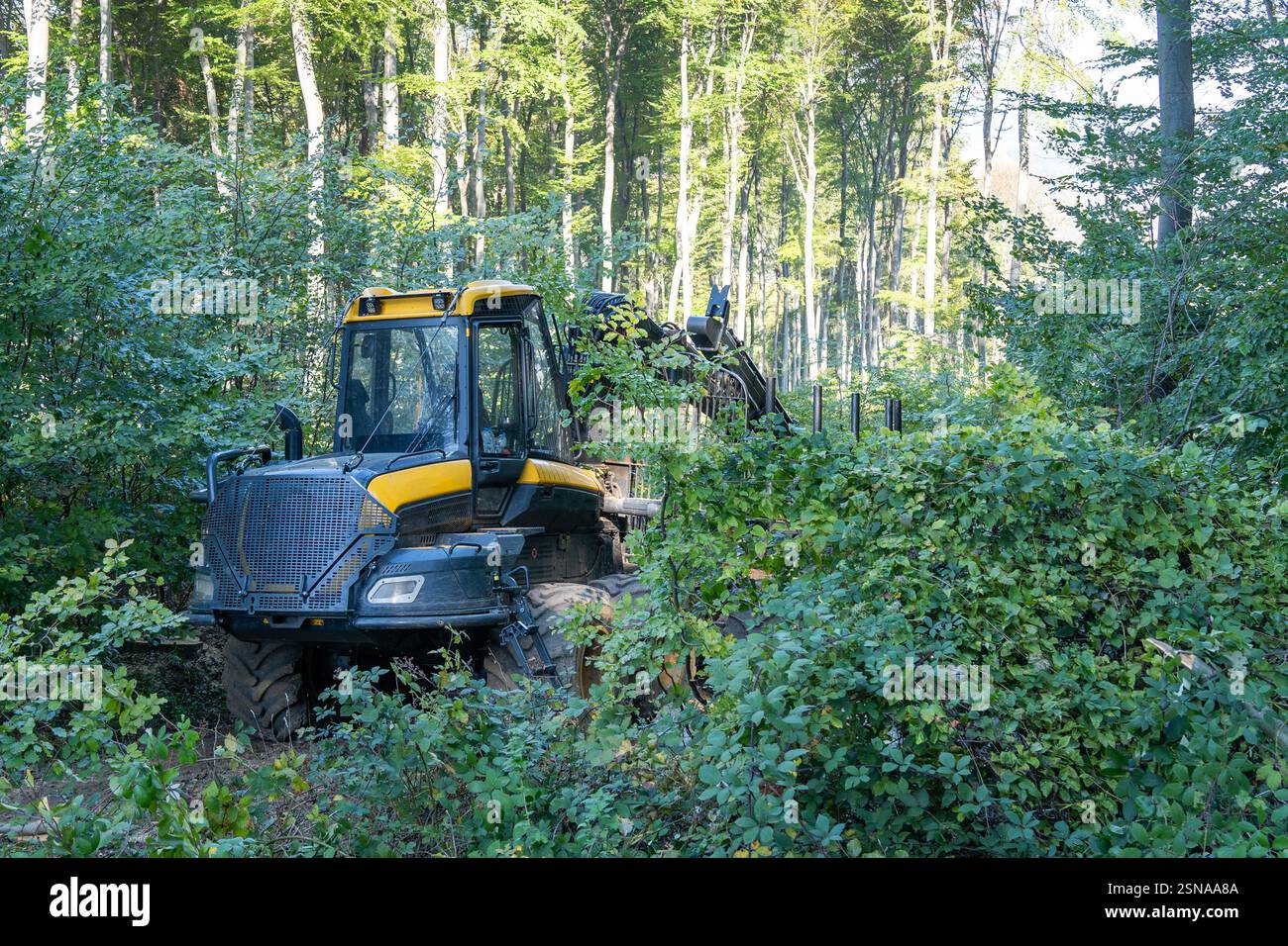 Black-yellow forest logging tractor in dense green woodland Stock Photo ...