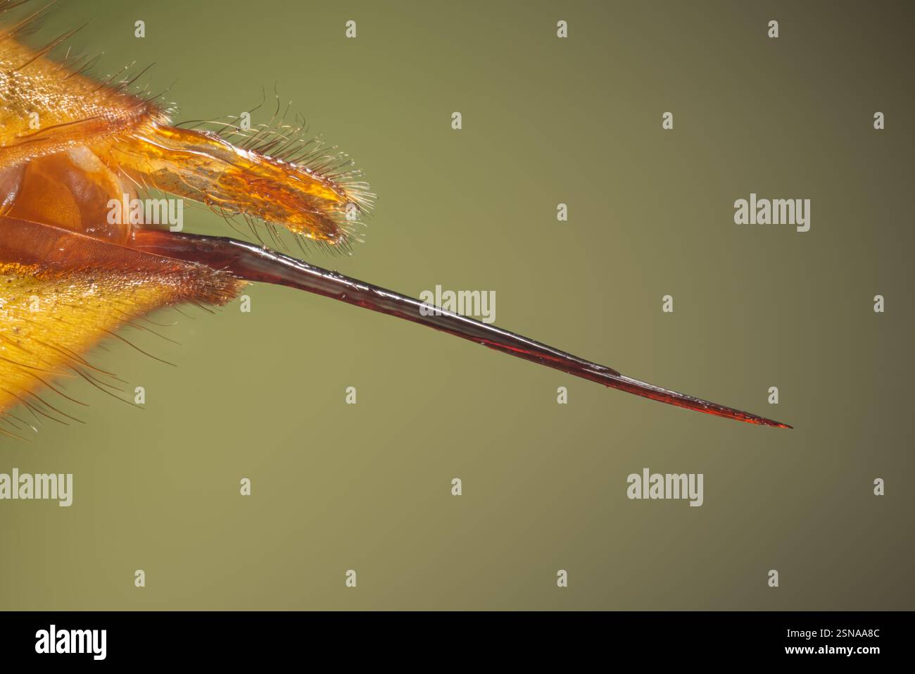 Hornet poison sting, Poison sting of female hornet, Hornet venom sting ...