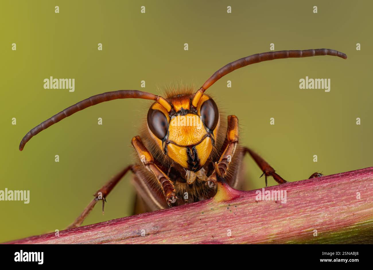 Male of the biggest wasp hi-res stock photography and images - Alamy