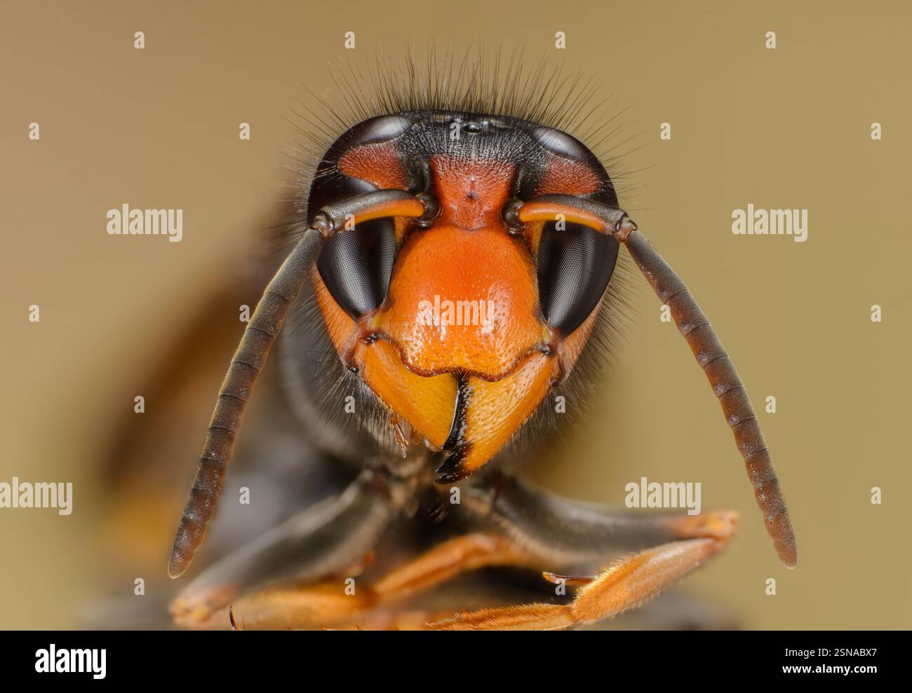 Portrait of an Asian hornet (Vespa velutina, Macro photo of an Asian ...